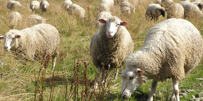 'En toen kwamen er heel veel schapen' - Zinvol toeval